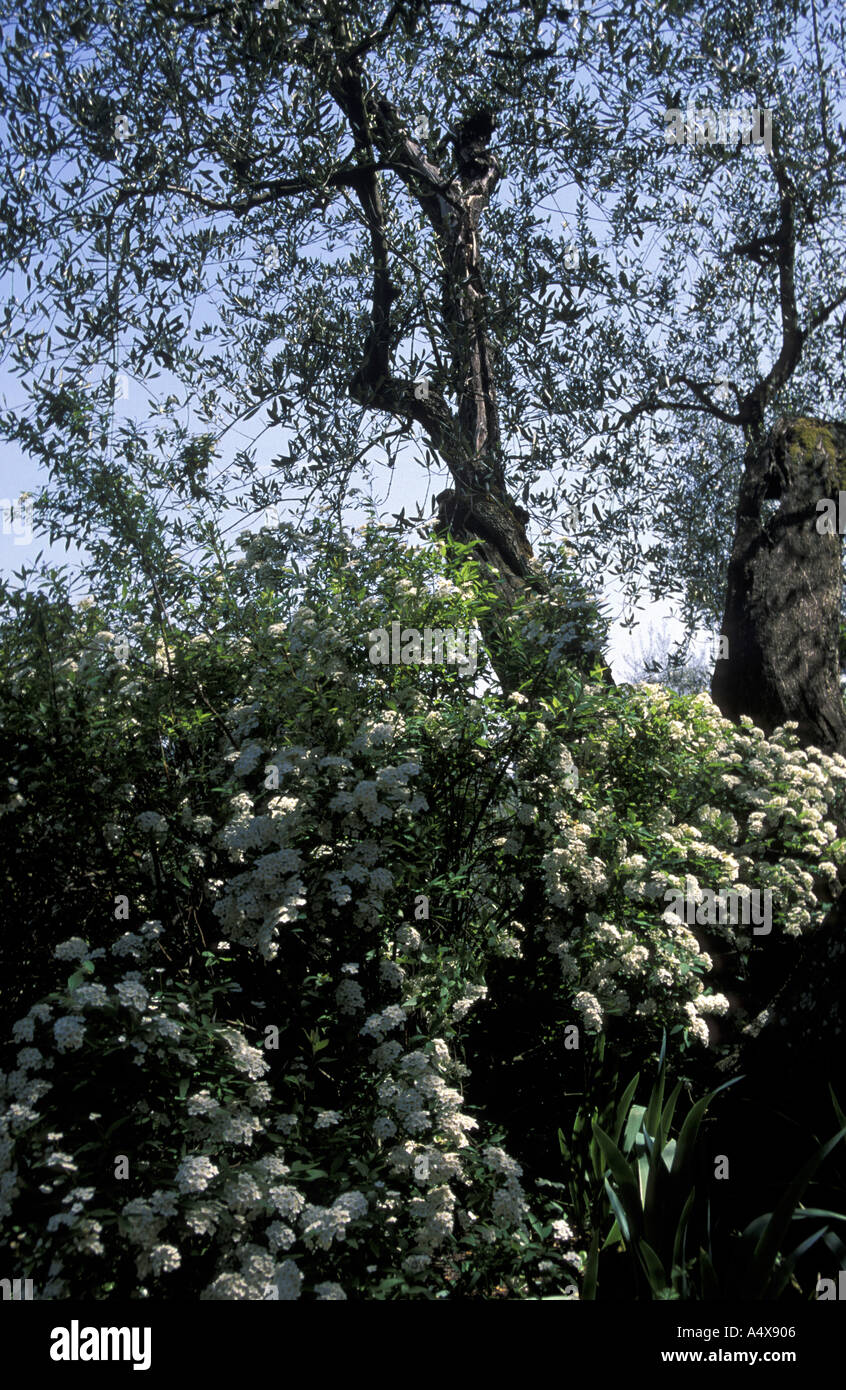 Villa capponi firenze hi-res stock photography and images - Alamy
