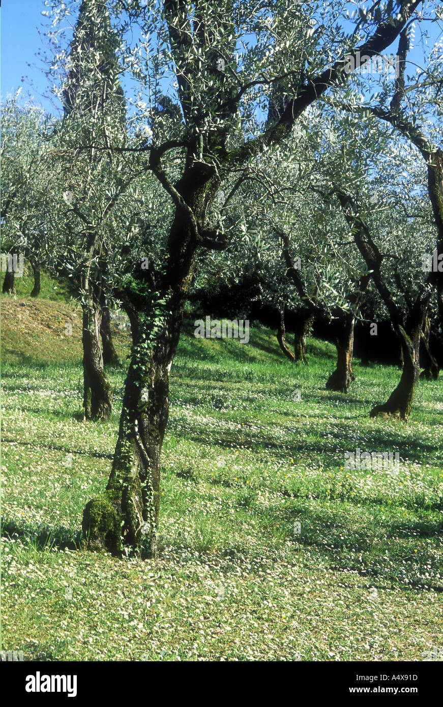 Olive trees hi-res stock photography and images - Alamy