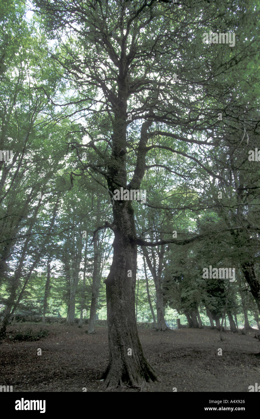 Acer Campestris High Resolution Stock Photography and Images - Alamy