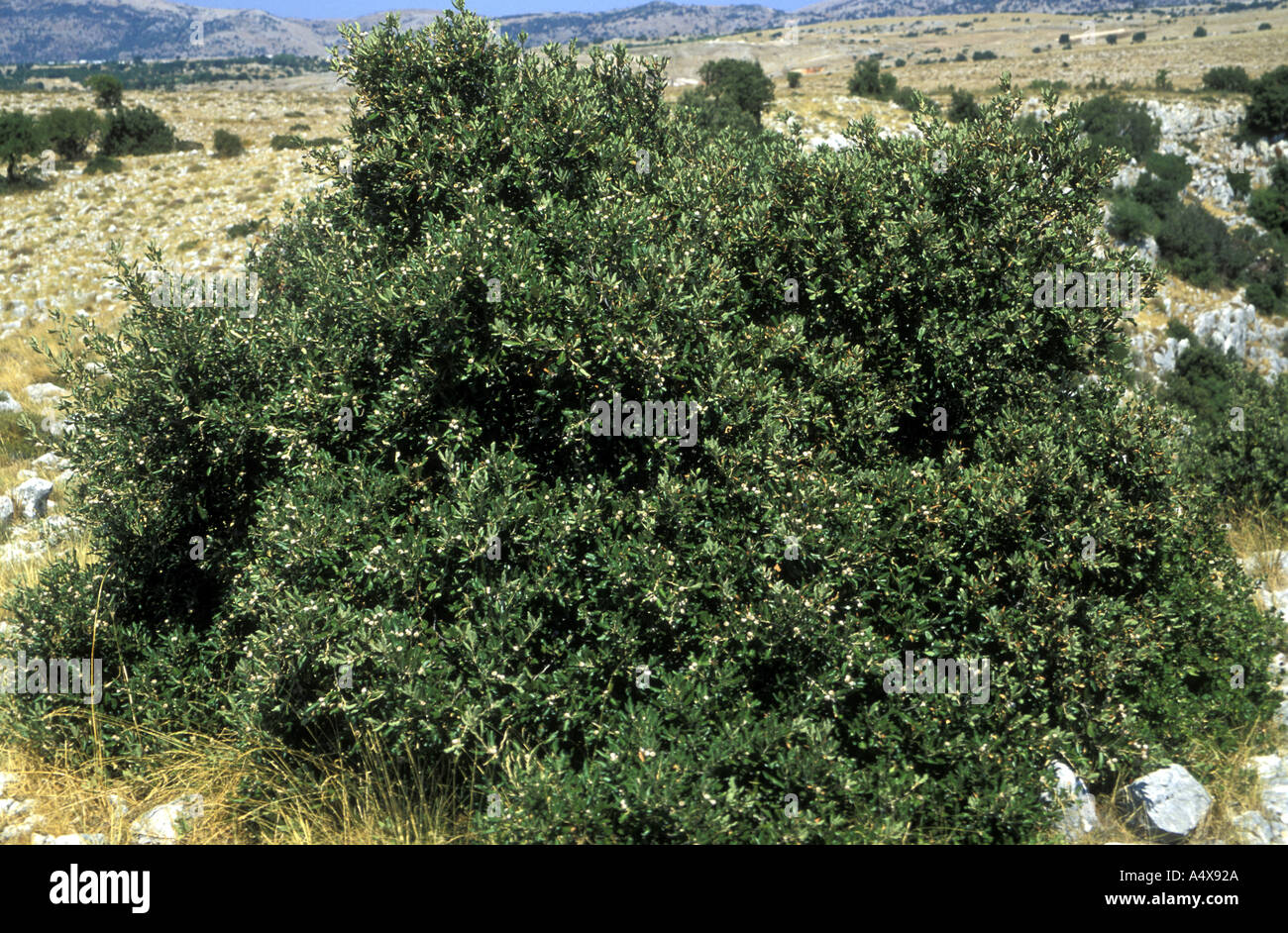 Quercus ilex italy hi-res stock photography and images - Alamy