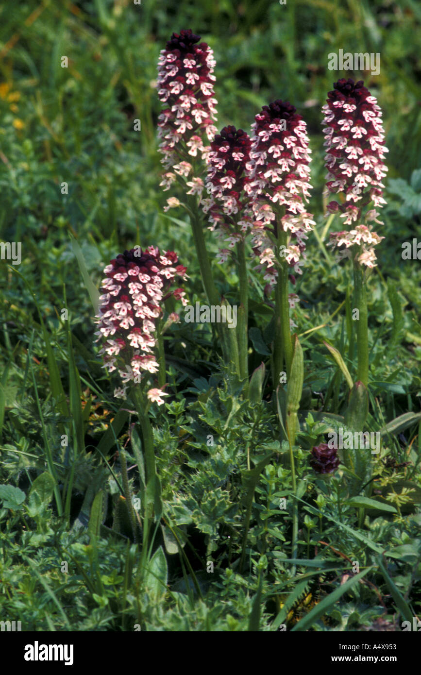 Dark Winged Orchis High Resolution Stock Photography and Images - Alamy
