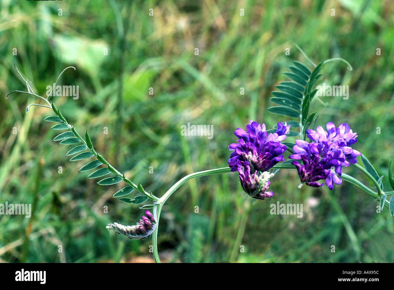 Fine leaved vetch vicia tenuifolia hi-res stock photography and images ...
