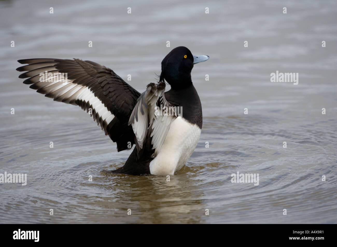 Stretching tufted ducks hi-res stock photography and images - Alamy