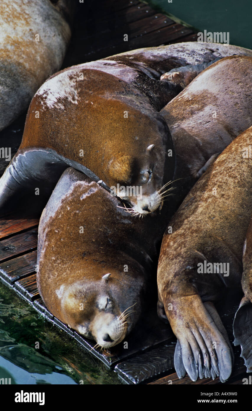 Harbor sea turtles hi-res stock photography and images - Alamy