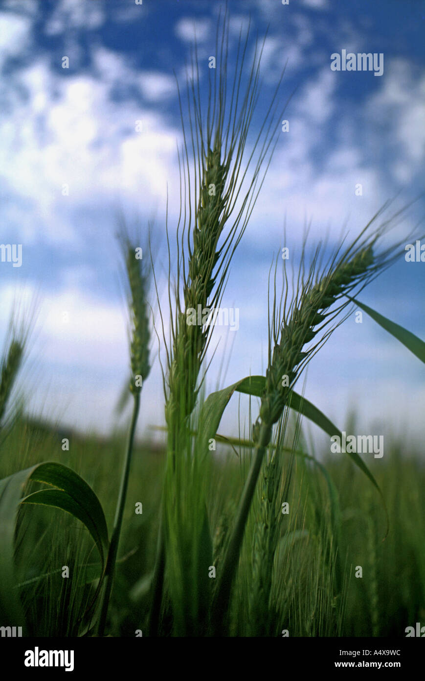 Wheat Triticum aestivum Stock Photo - Alamy
