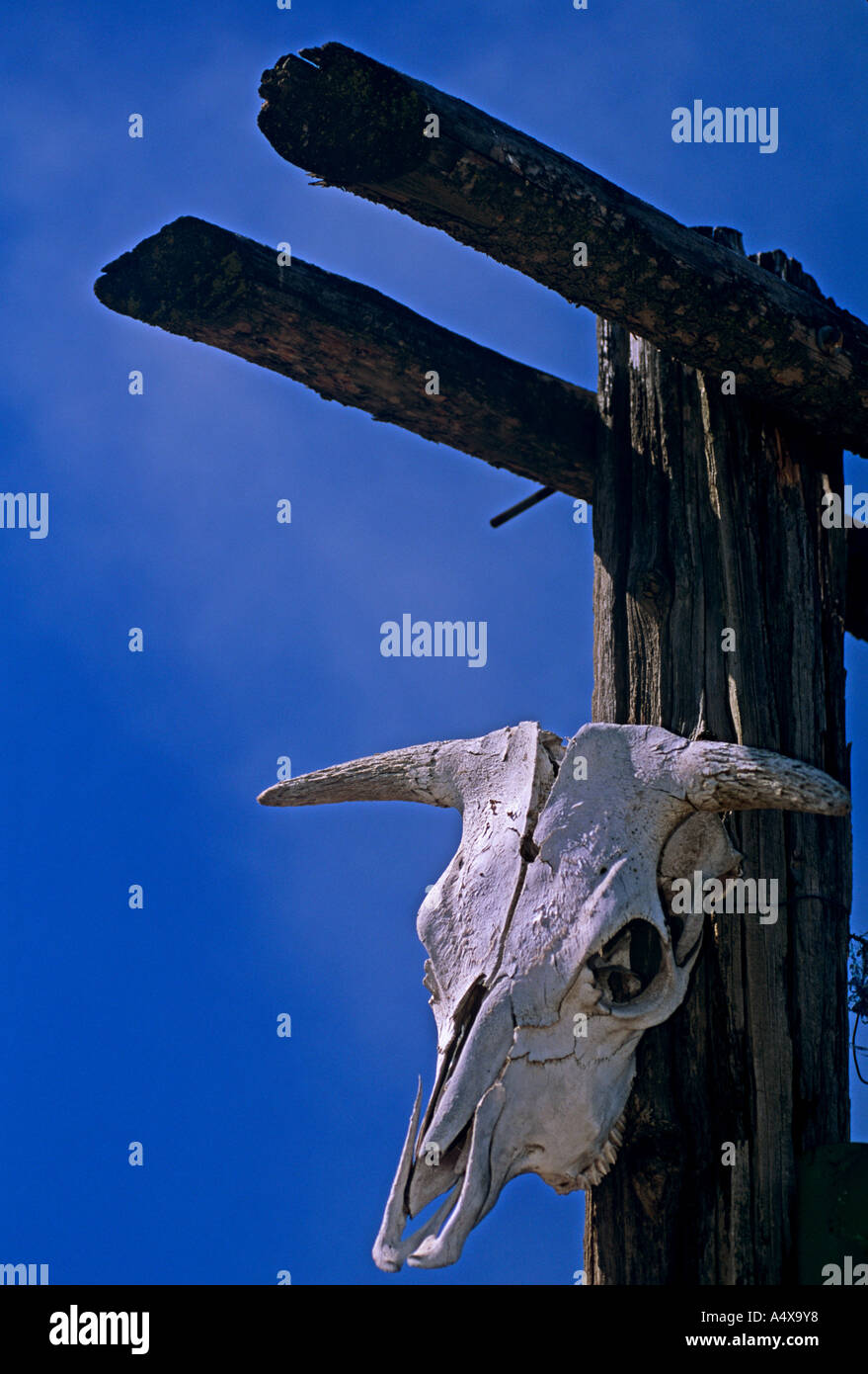 A dried skull Stock Photo - Alamy