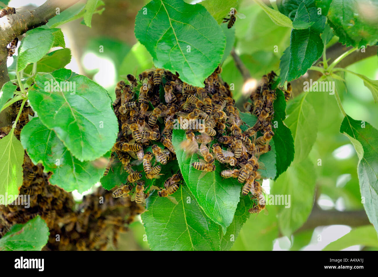 A wild swarm of honey bees hanging on a tree between green leaves Stock ...