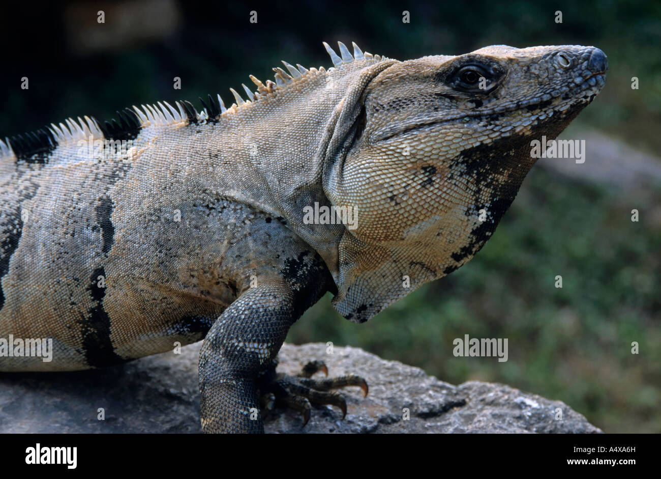 Portrait of an iguana, Uxmal, Yucatan, Mexico Stock Photo - Alamy