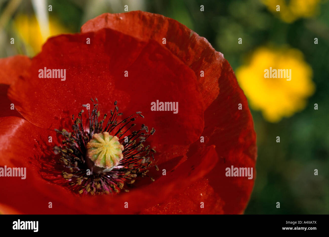 Inside of a red poppy flower Stock Photo - Alamy