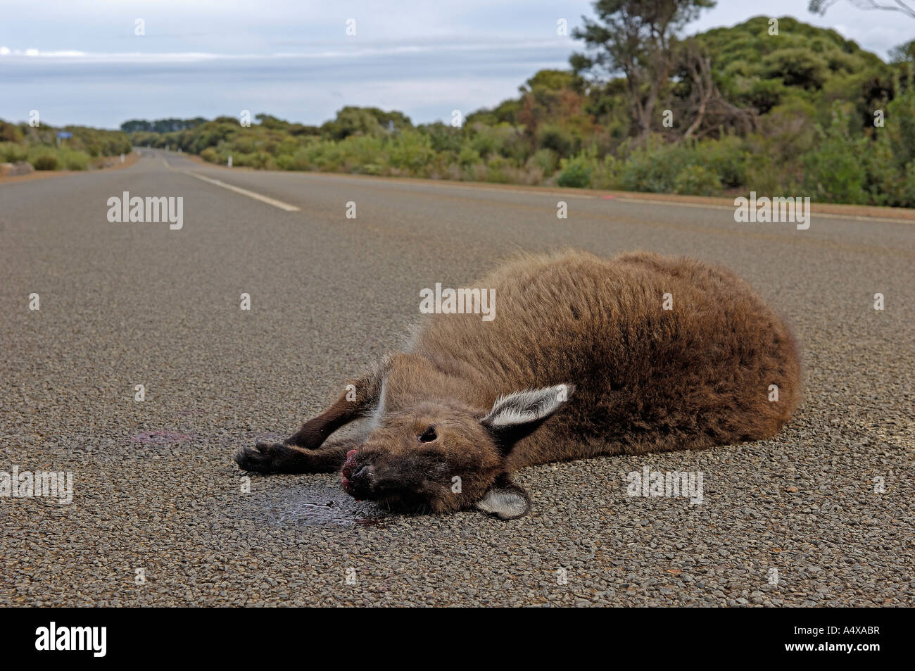 Dead kangaroo hi-res stock photography and images - Alamy