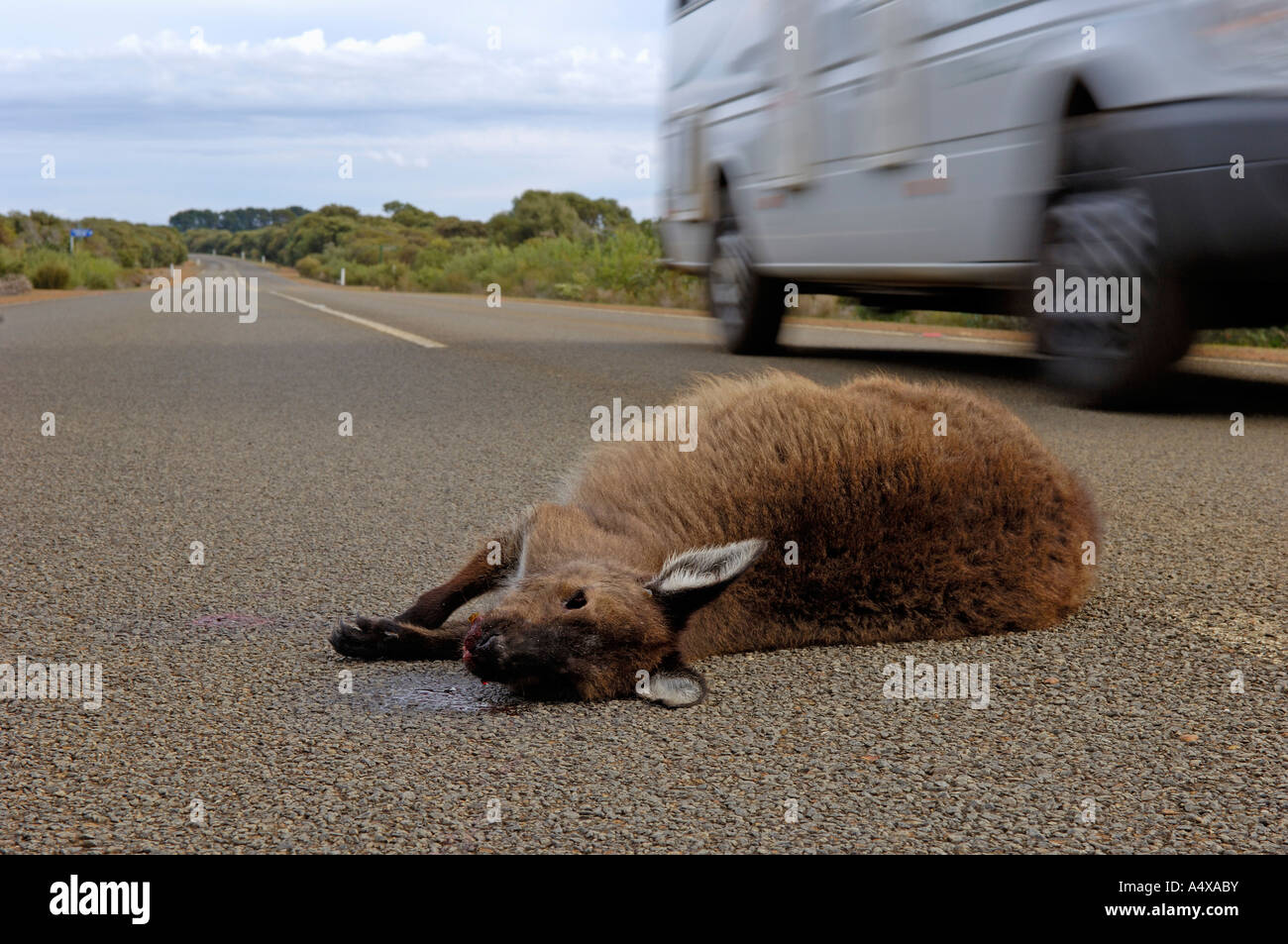 Dead kangaroo hi-res stock photography and images - Alamy