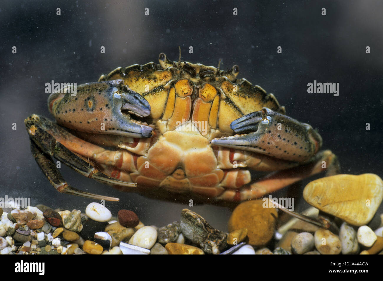 green shore crab Carcinus maenas Stock Photo - Alamy