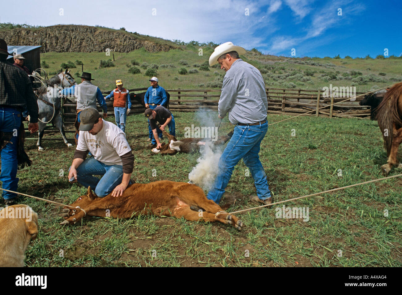 Castor farm hi-res stock photography and images - Alamy