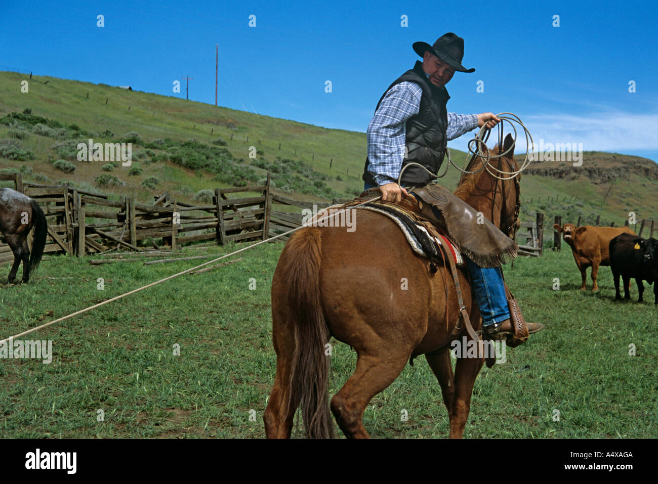 A cow boy hi-res stock photography and images - Alamy