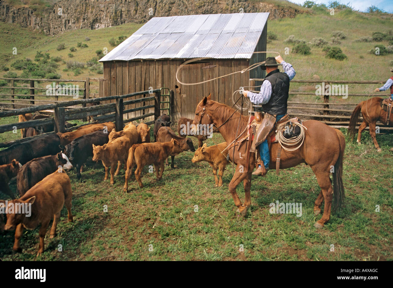 Roping cattle hi-res stock photography and images - Alamy