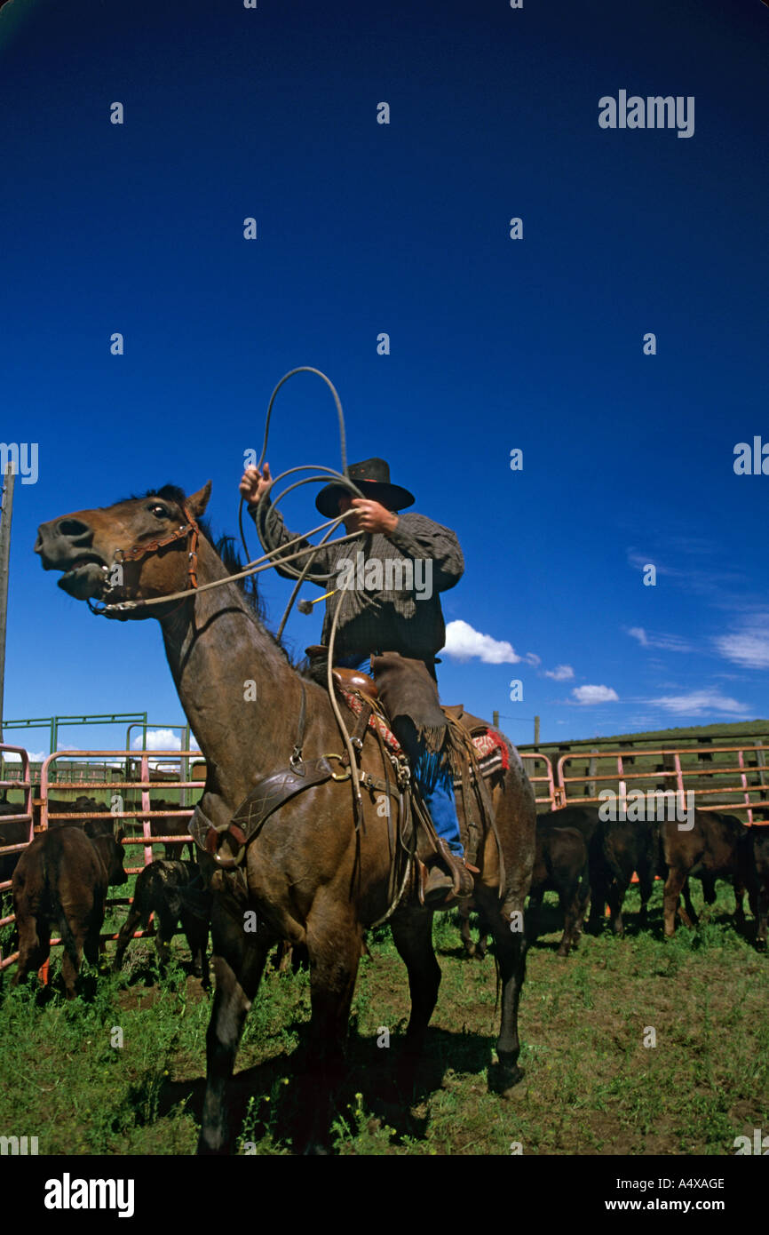Roping the cattle Stock Photo - Alamy