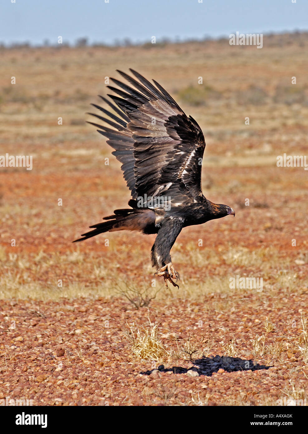 Wedge tail eagle hi-res stock photography and images - Alamy