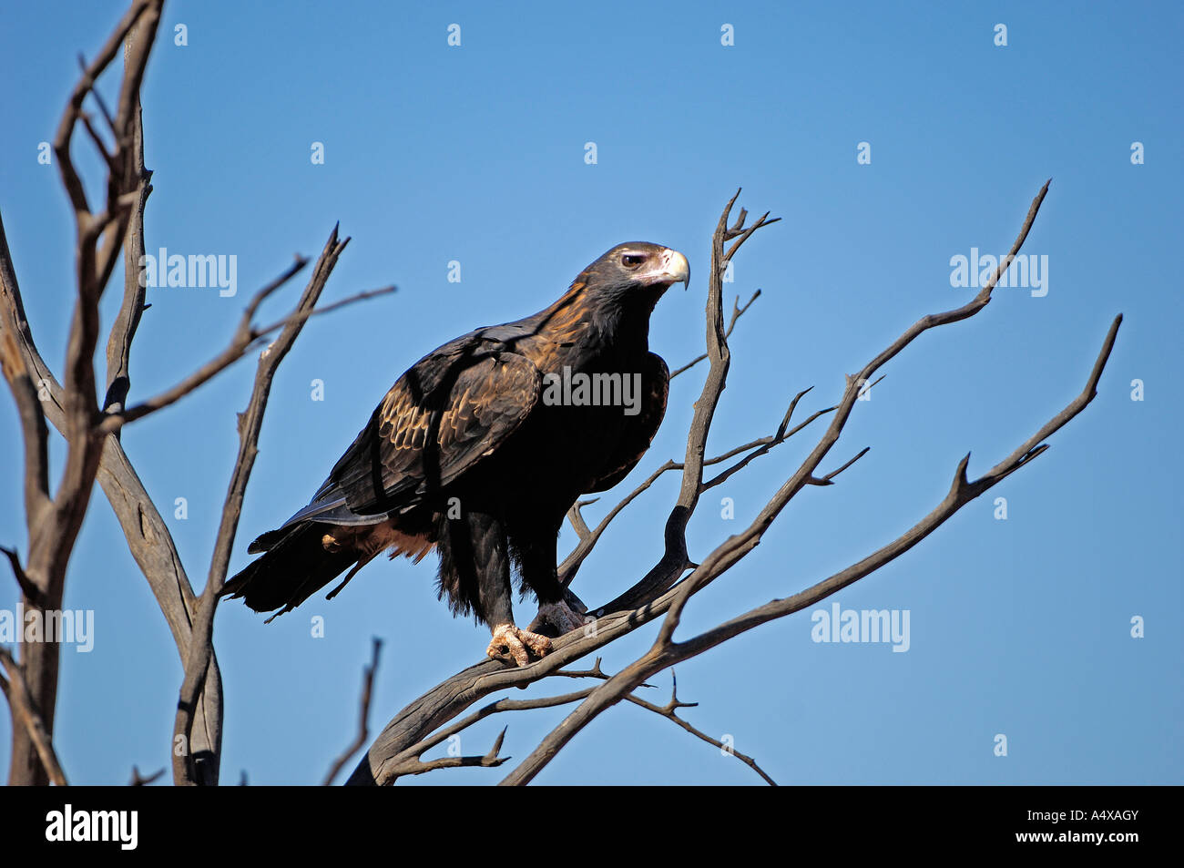 Wedge tail eagle, Northern territory, australia Stock Photo - Alamy