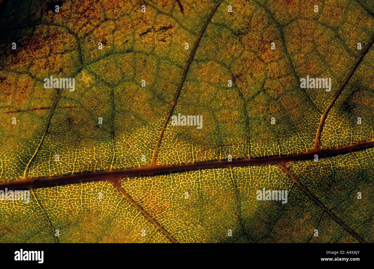 Intricate leaf pattern hi-res stock photography and images - Alamy