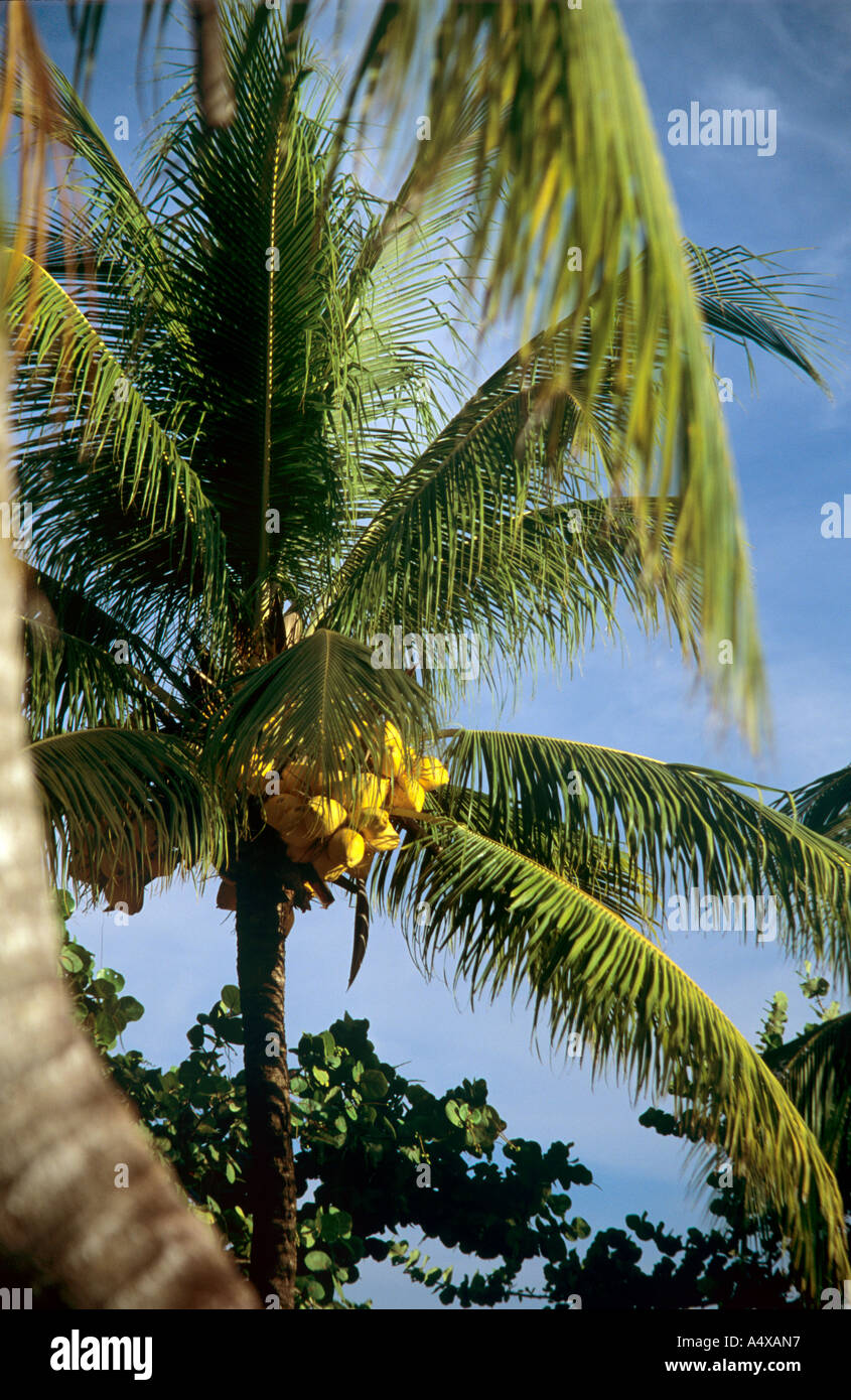 Inflorescence coconut hi-res stock photography and images - Alamy