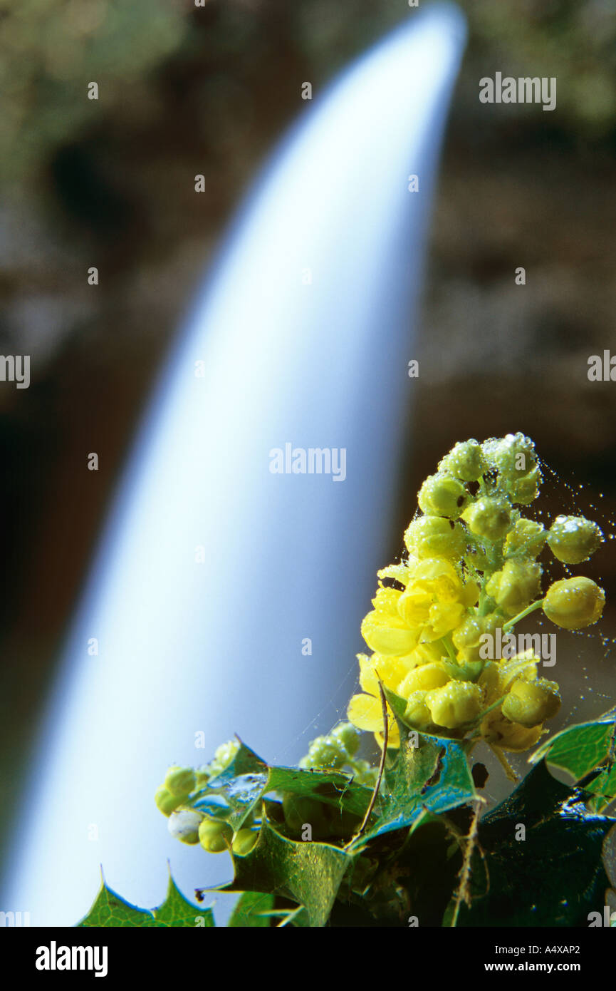 Holly body hi-res stock photography and images - Alamy