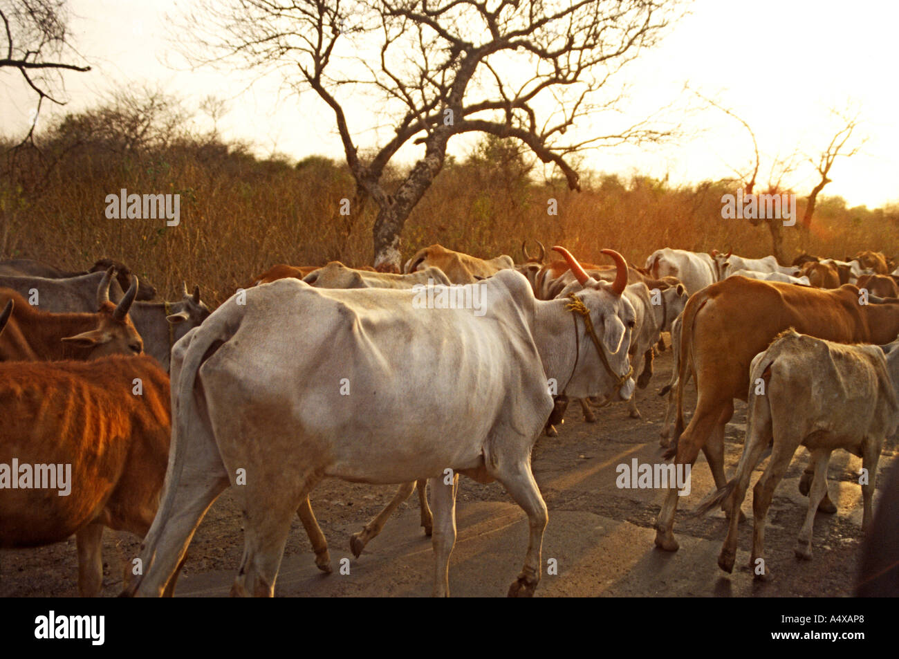 Cattle on Road Stock Photo - Alamy