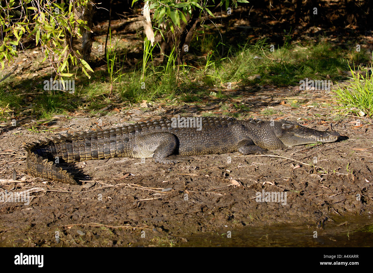 Salt water crocodile, Crocodylus porosus, australia Stock Photo - Alamy