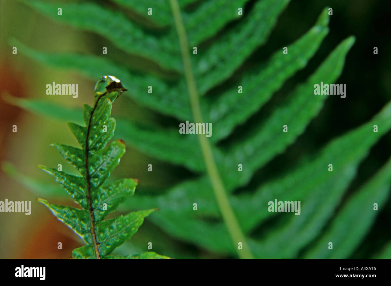 Diploid hi-res stock photography and images - Alamy