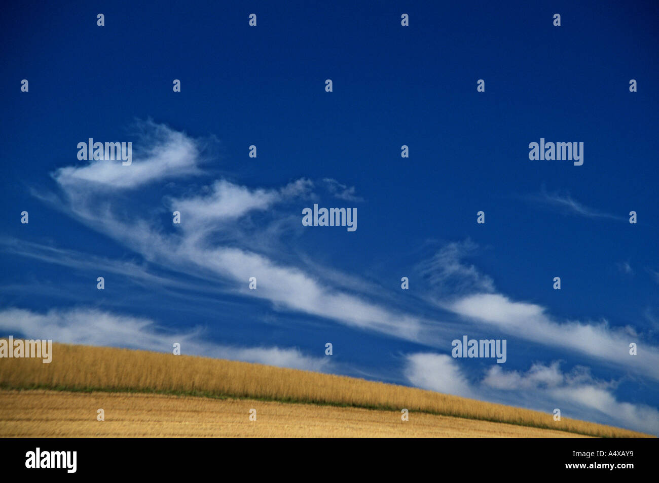 Wheet hi-res stock photography and images - Alamy