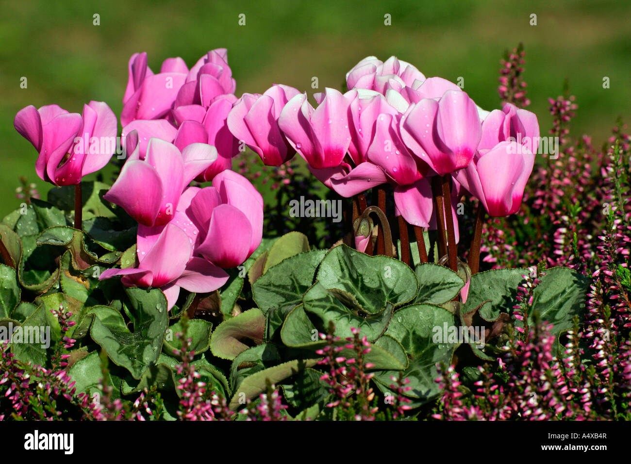 Flowering florist´s cyclamen (Cyclamen persicum Patio Stock Photo - Alamy