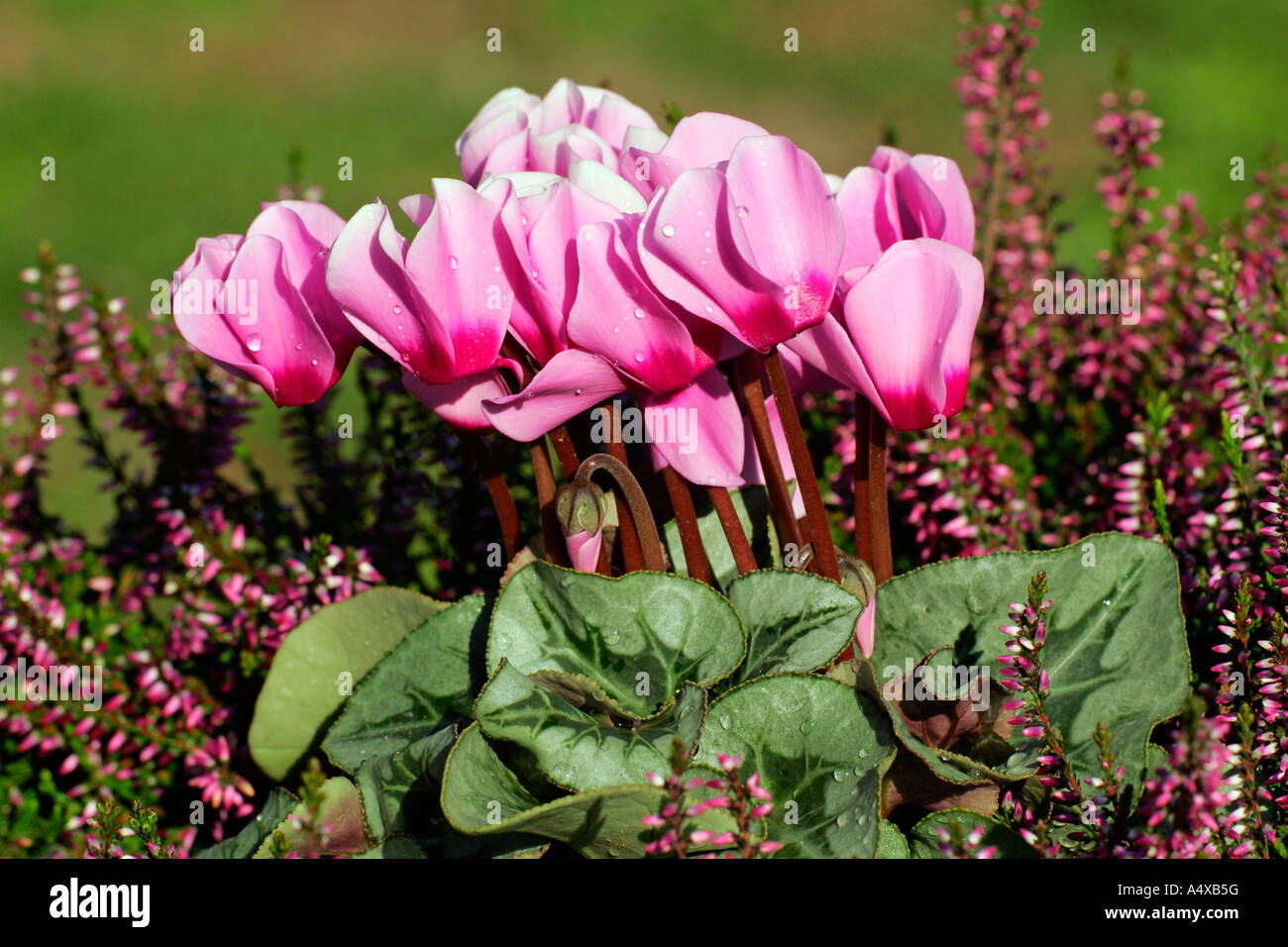 Flowering florist´s cyclamen (Cyclamen persicum Patio Stock Photo - Alamy