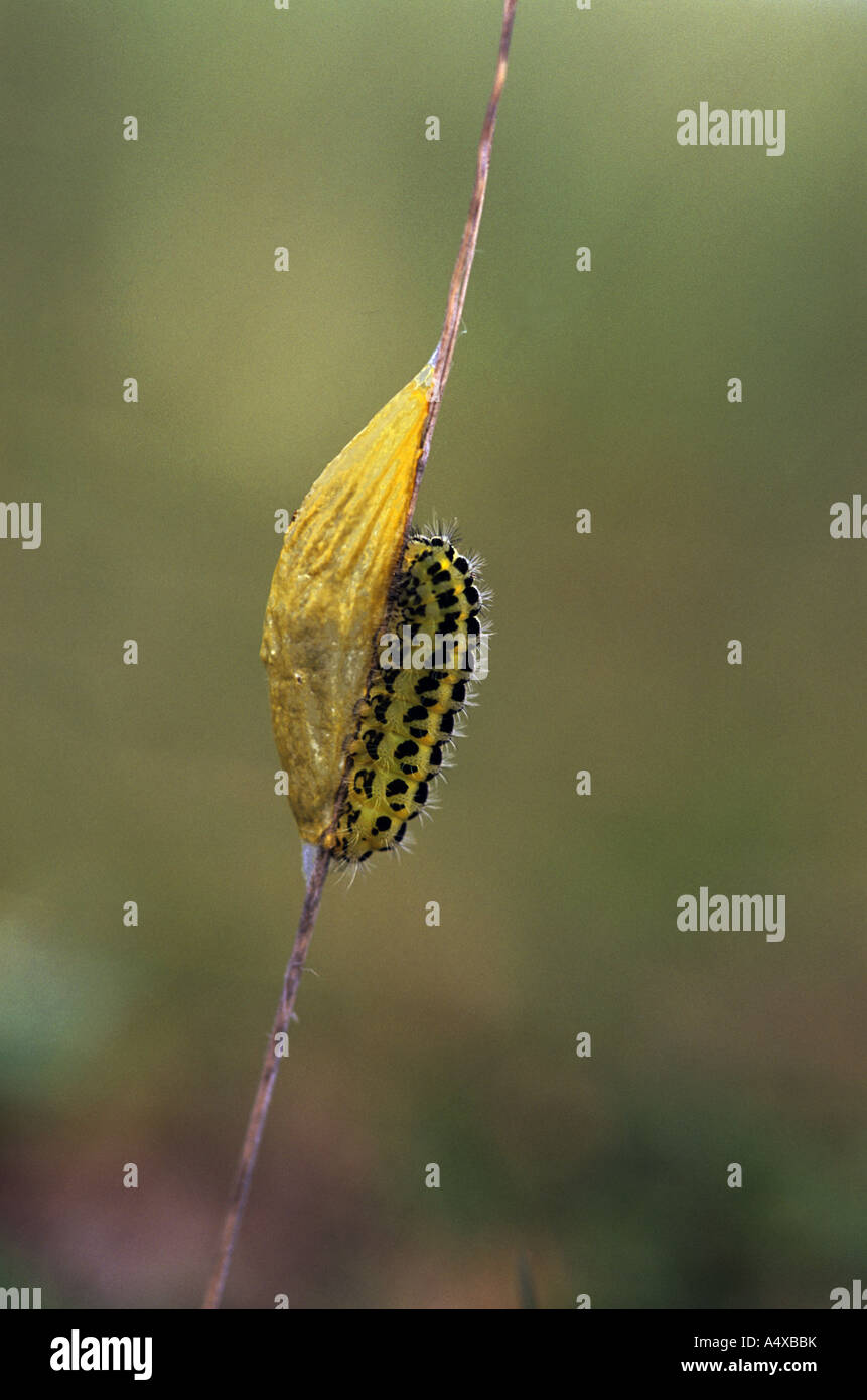 six spot burnet moth Zygaena filipendulae stephensi cocoon and ...