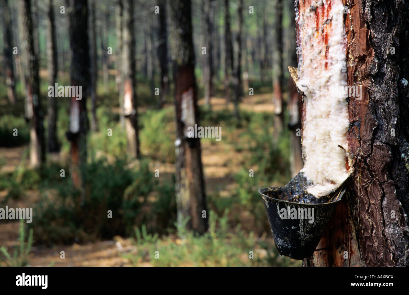 Portugal Nazare Resin Collection On Pine Trees Stock Photo - Alamy