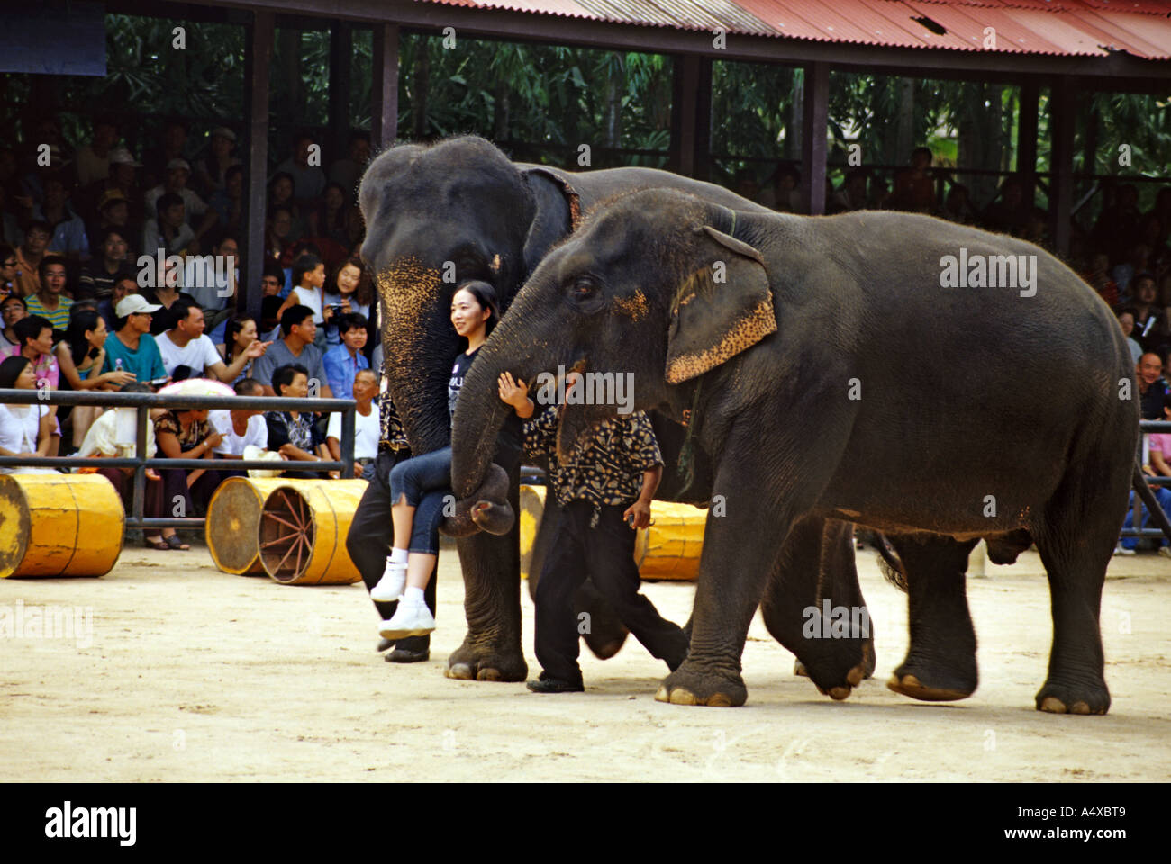 Elephants carrying hi-res stock photography and images - Alamy