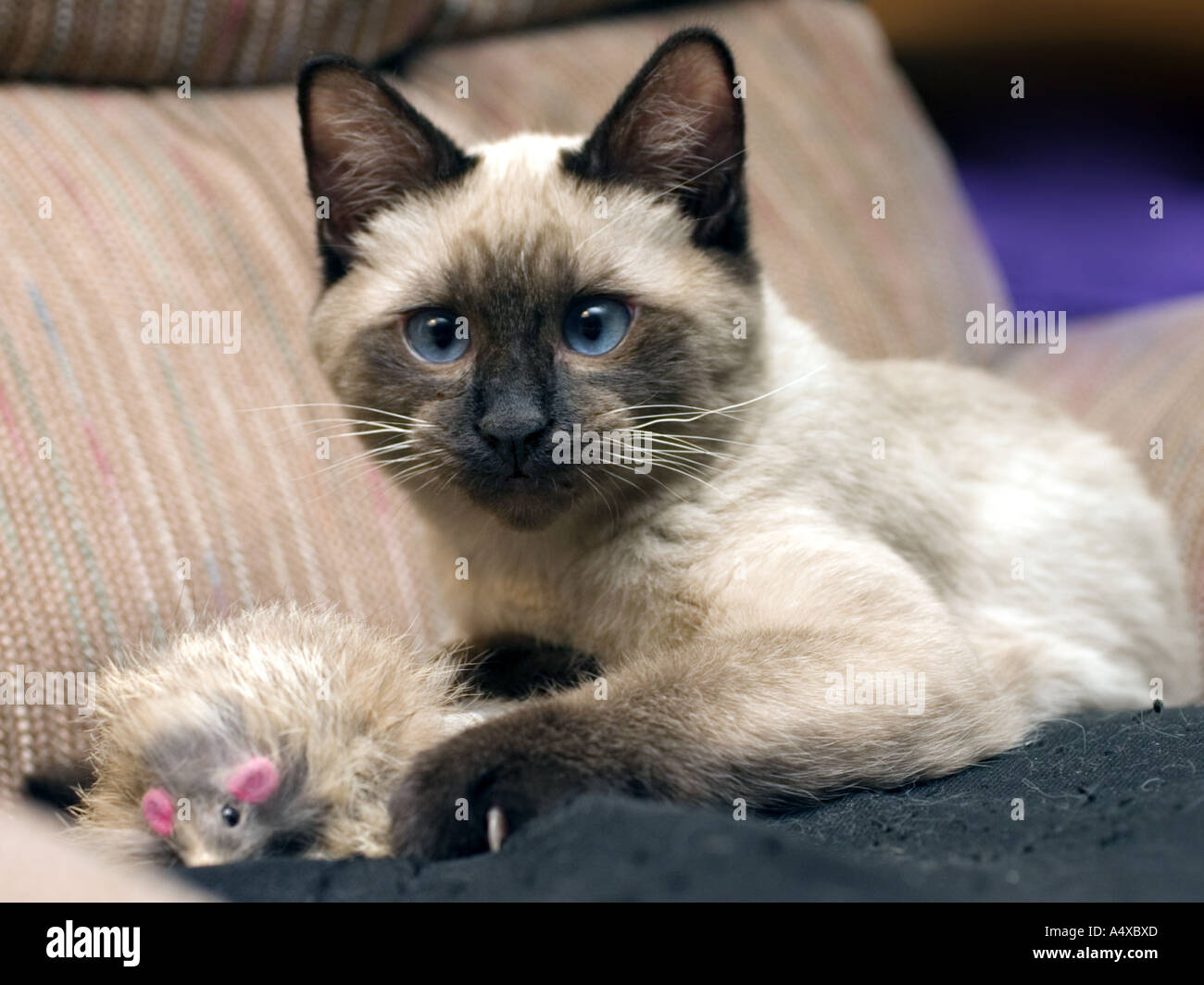 Siamese Graphic Design