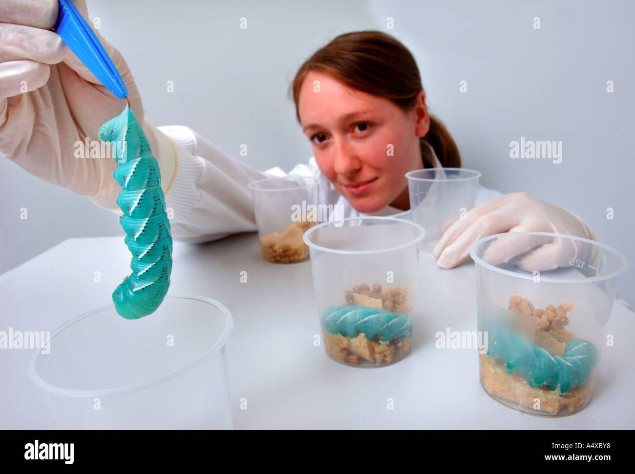 Tobacco worm hi-res stock photography and images - Alamy
