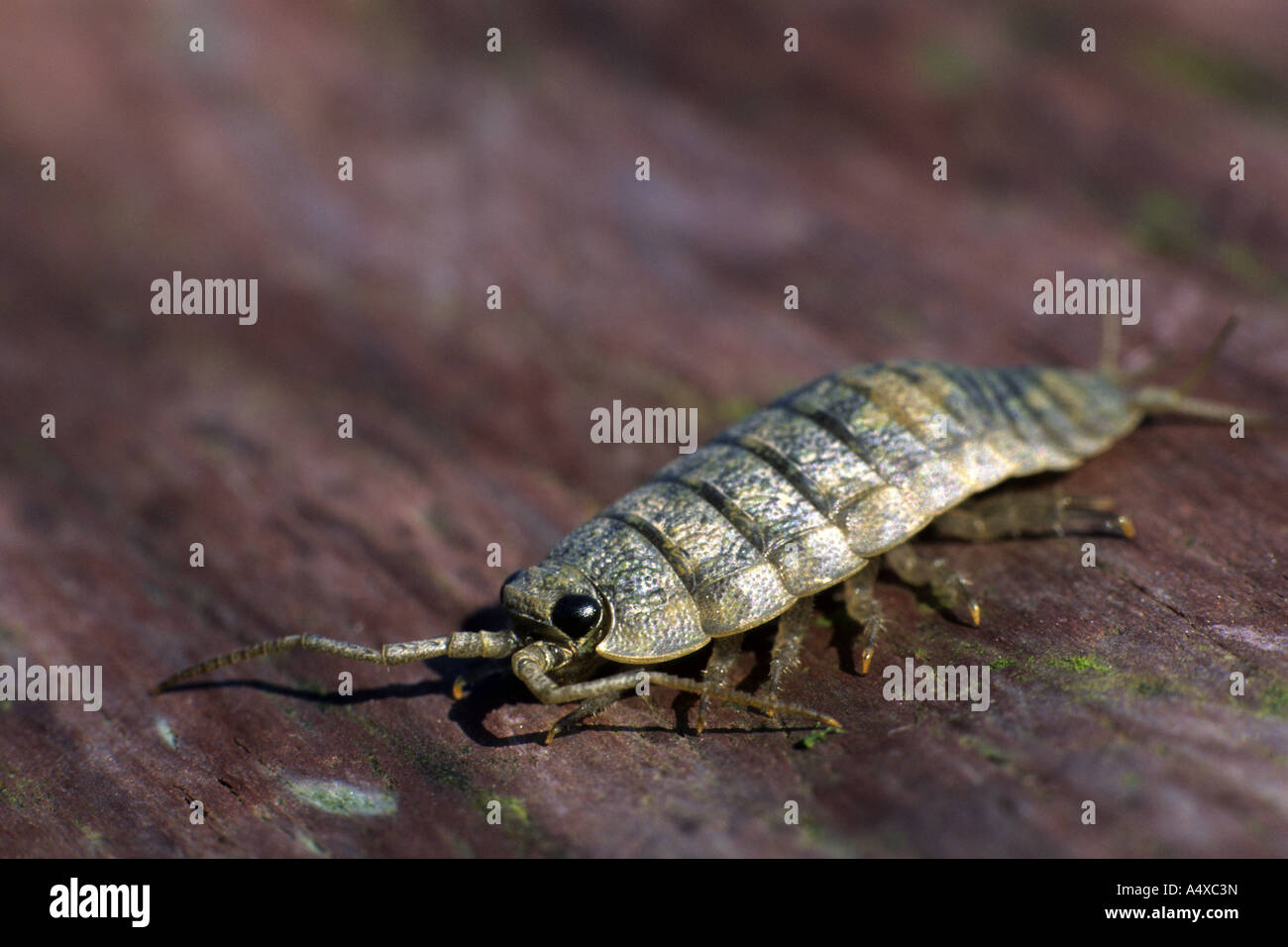 sea slater Ligia oceanica Stock Photo - Alamy