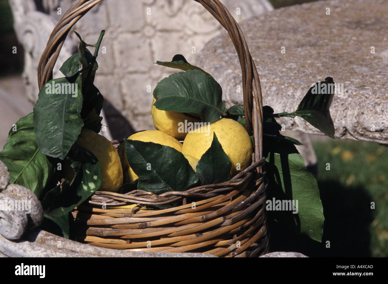 Costiera amalfitana lemons hi-res stock photography and images - Alamy