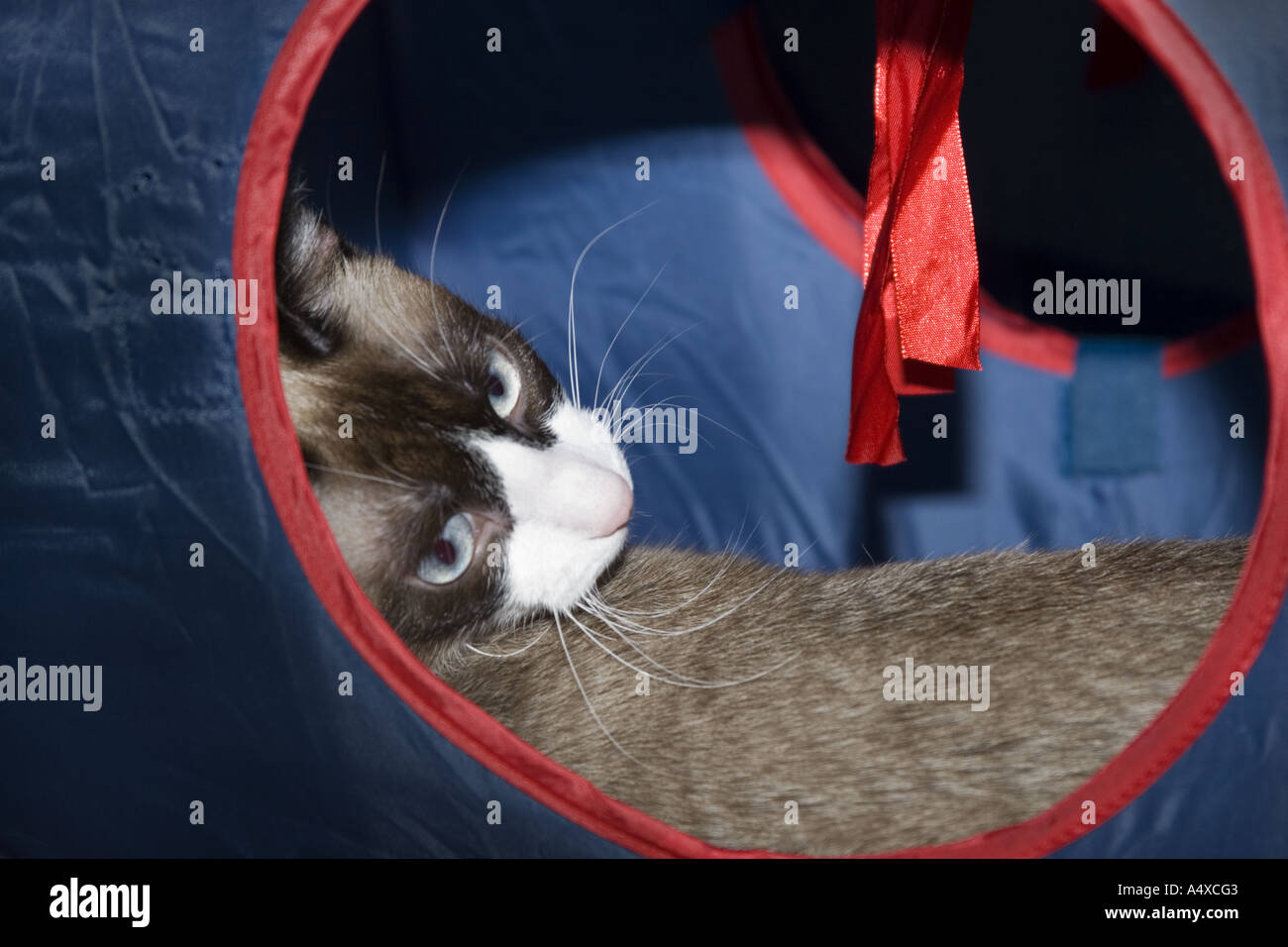 Cats In A Circle High Resolution Stock Photography and Images - Alamy