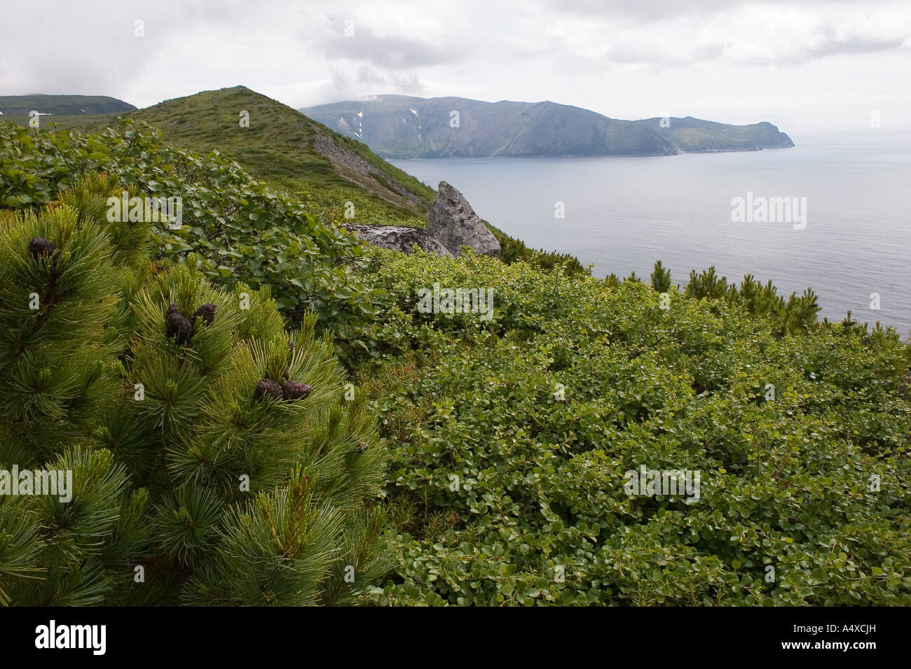 Bay Svetlaya, Sea of Okhotsk, Magadan area, Eastern Siberia, Russia ...