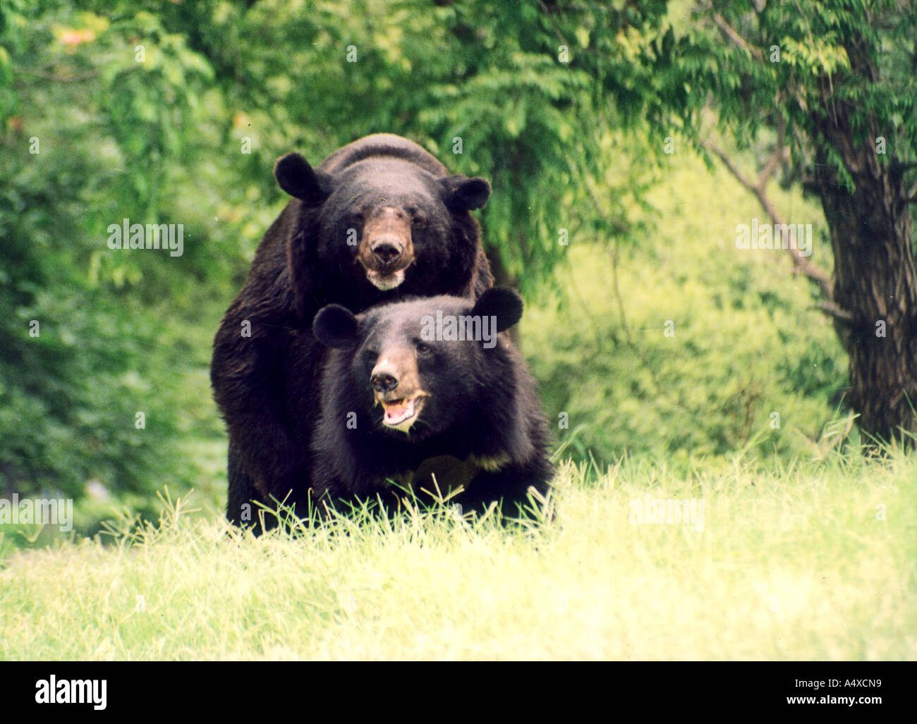 Sloth Bears mating Stock Photo - Alamy