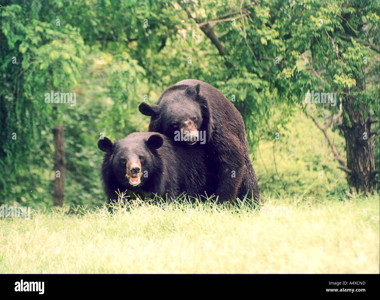 Sloth Bears mating Stock Photo - Alamy