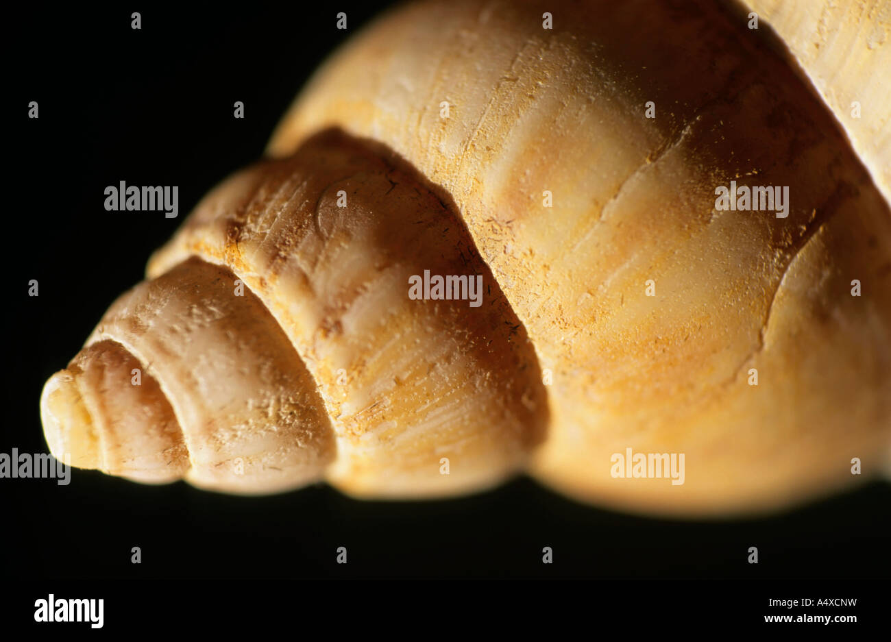 Conical sea shell - close up Stock Photo - Alamy