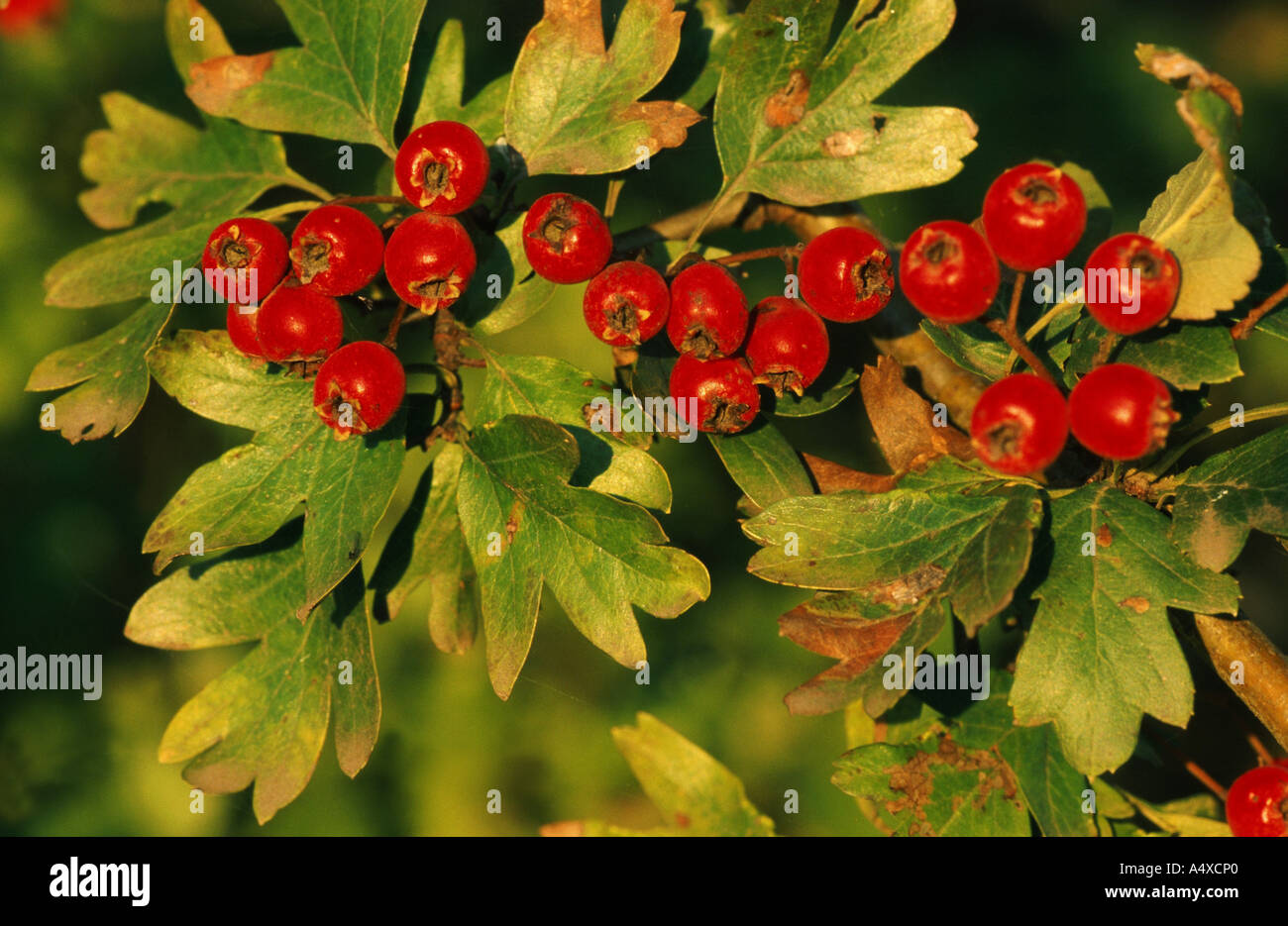 common hawthorn, singleseed hawthorn, English hawthorn (Crataegus ...