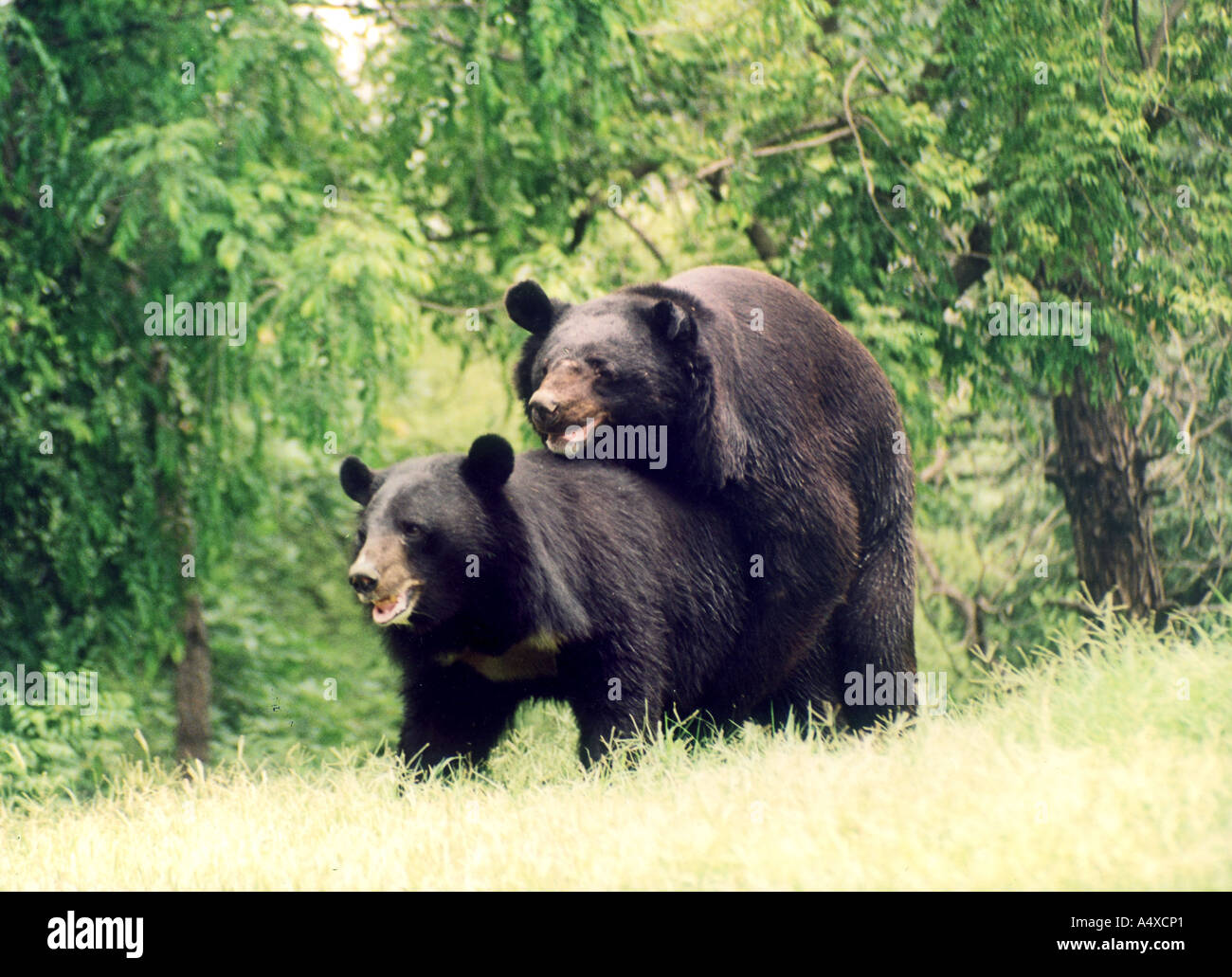 Sloth Bears mating Stock Photo - Alamy