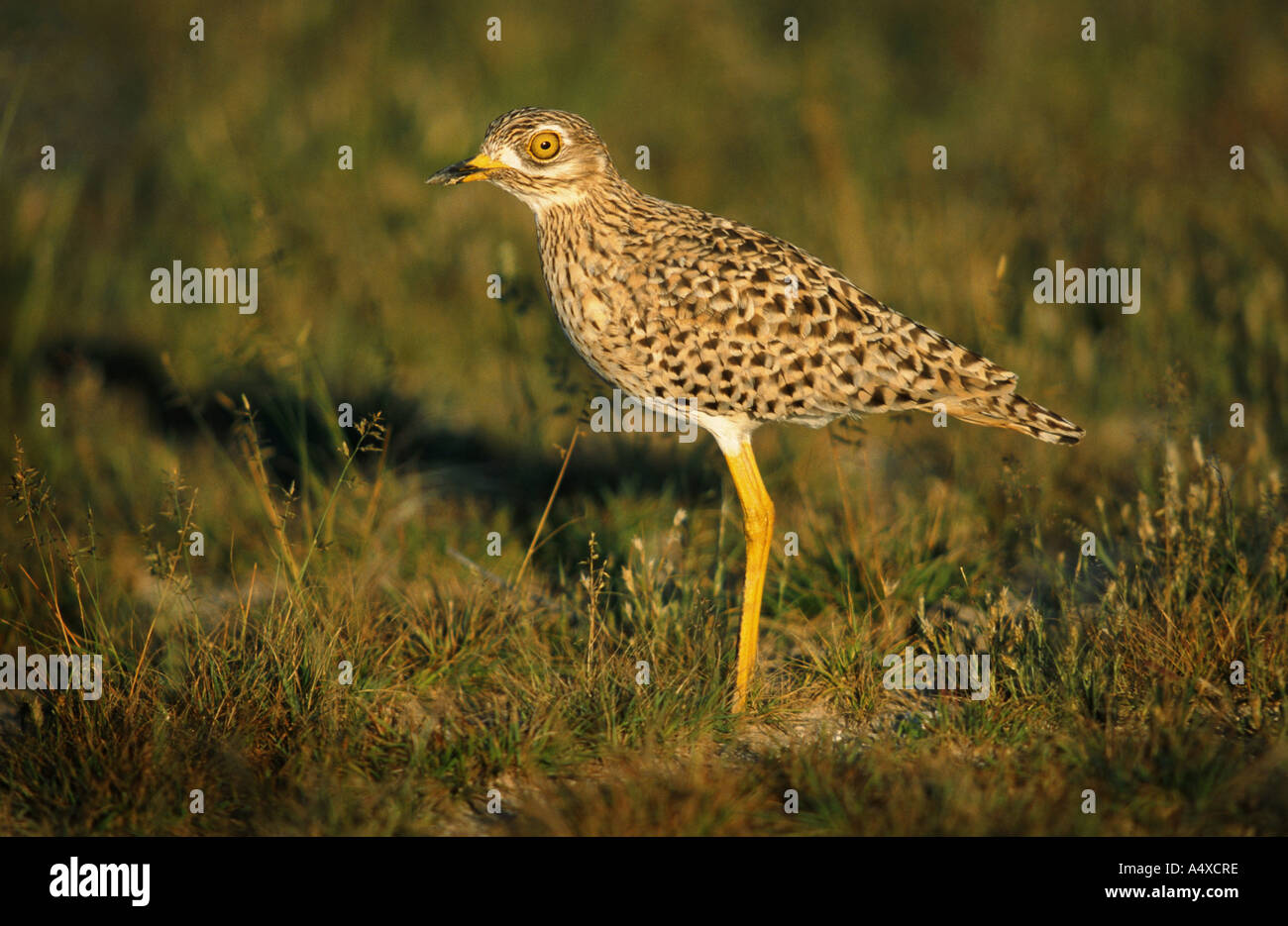 Cape dikkop (Burhinus capensis), side view, Namibia Stock Photo - Alamy