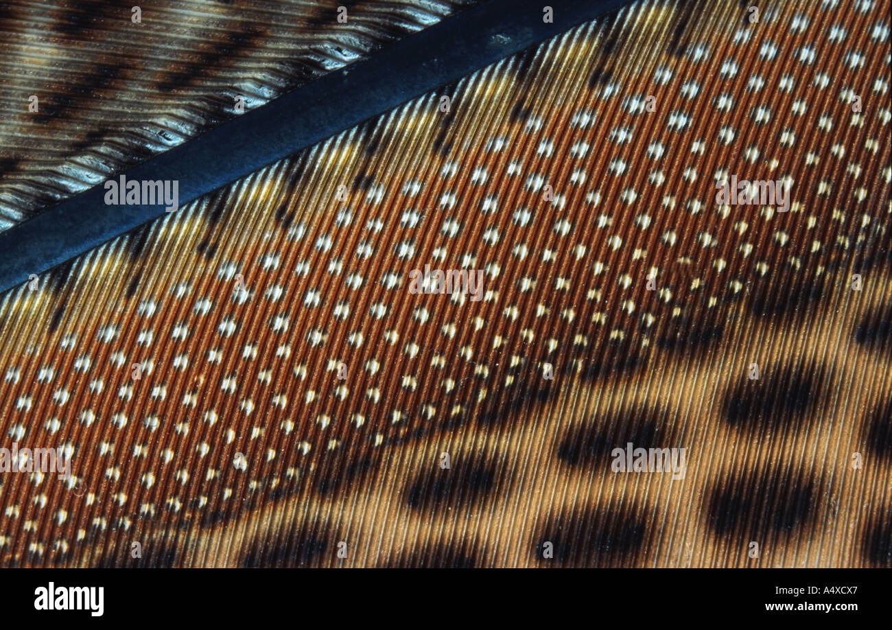 great argus pheasant (Argusianus argus), tail feather Stock Photo - Alamy