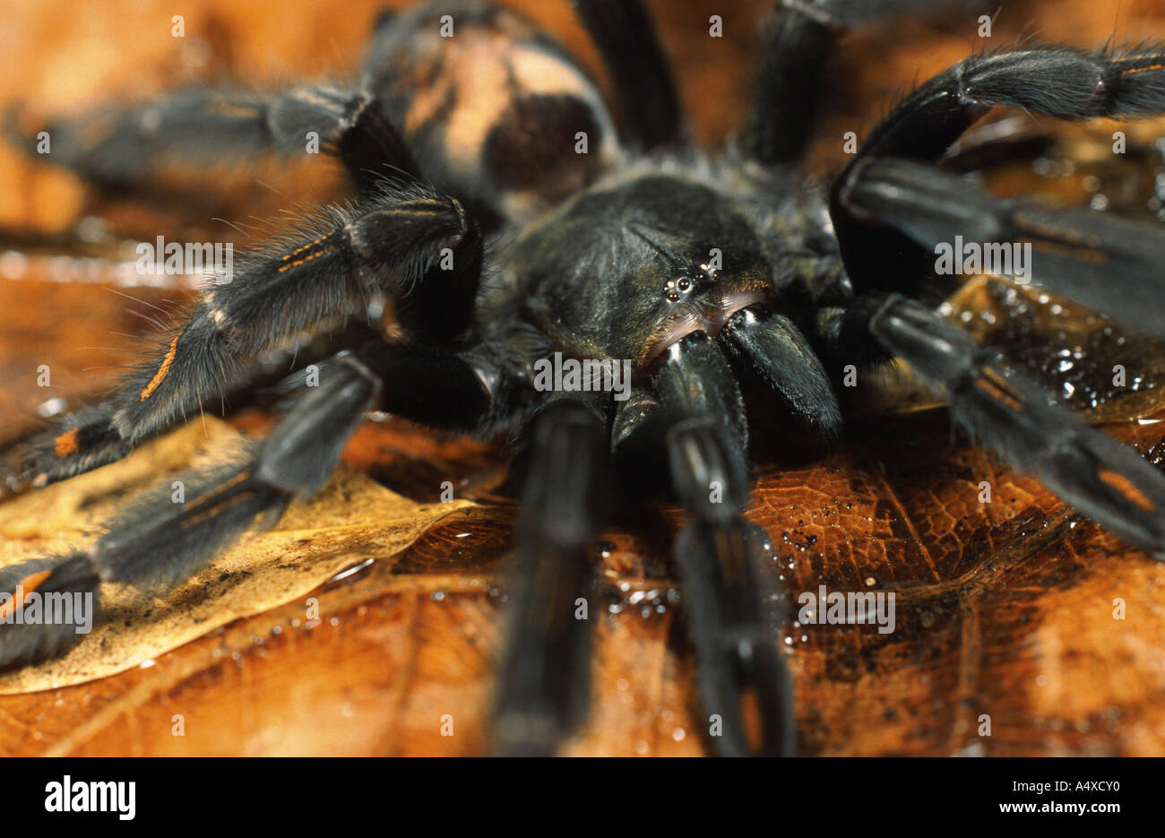 suntiger tarantula (Psalmopoeus irminia), on a leaf, frontal Stock ...