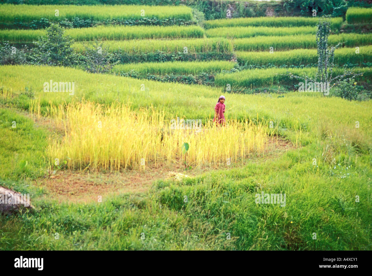 Terrace farming hi-res stock photography and images - Alamy
