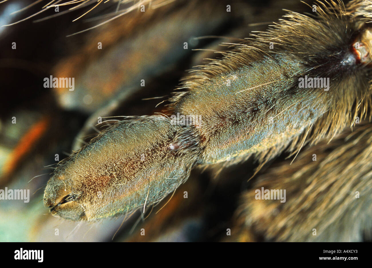 Cheliceren hi-res stock photography and images - Alamy